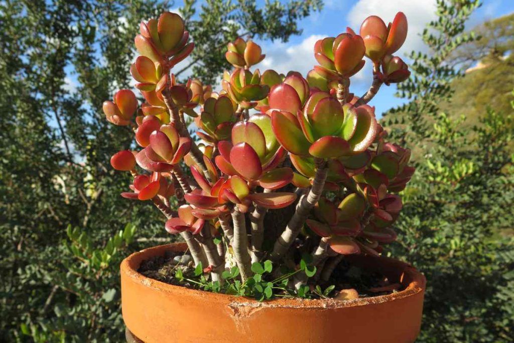 Albero di Giada, l'incredibile trasformazione: perché avviene ...